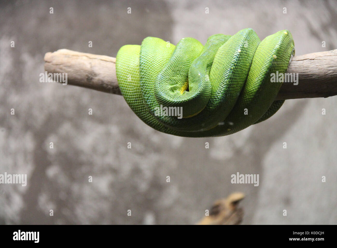 Python vert hi-res stock photography and images - Alamy