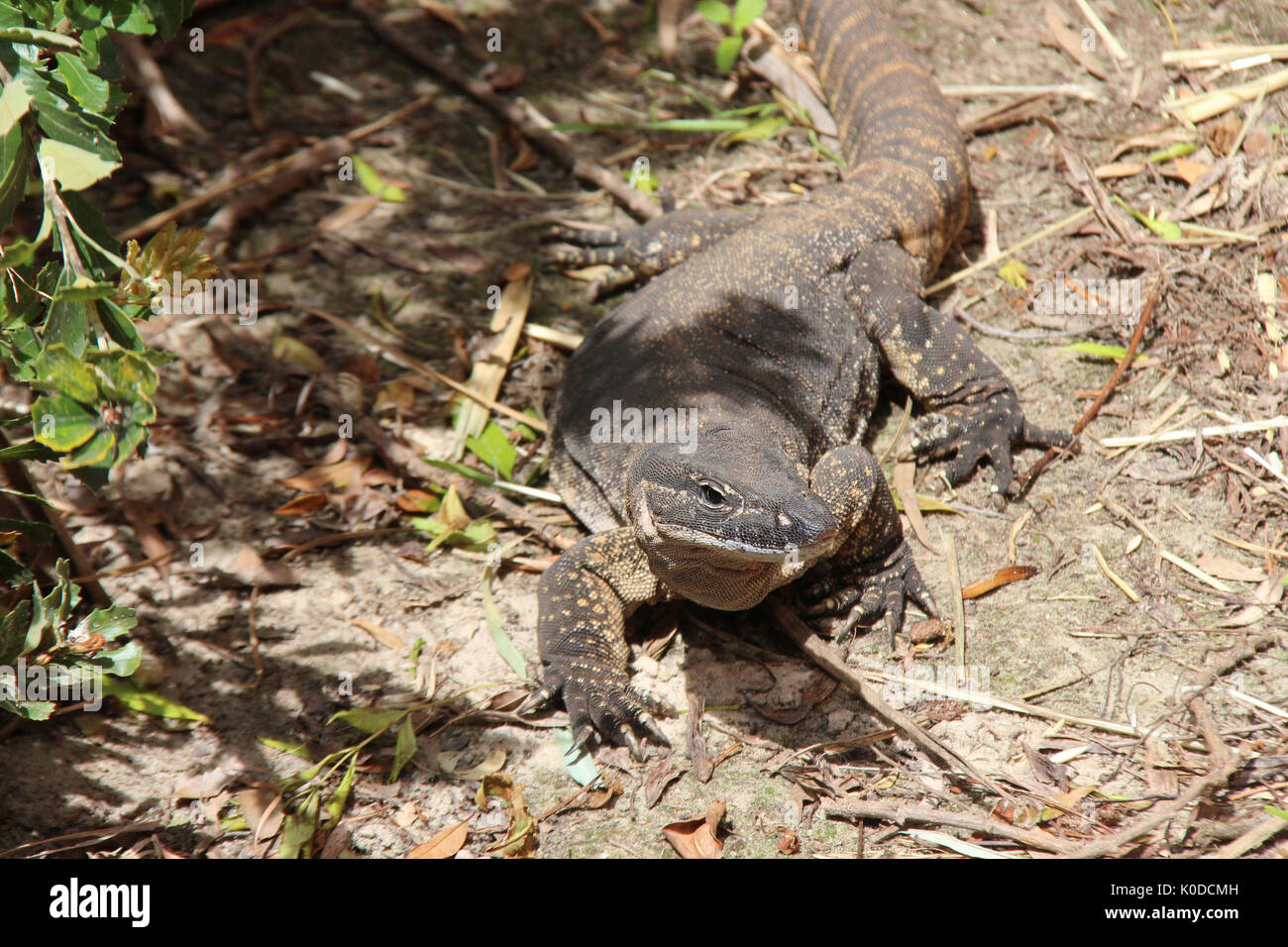 A monitor lizard in a zoo in Adelaide (Australia Stock Photo - Alamy