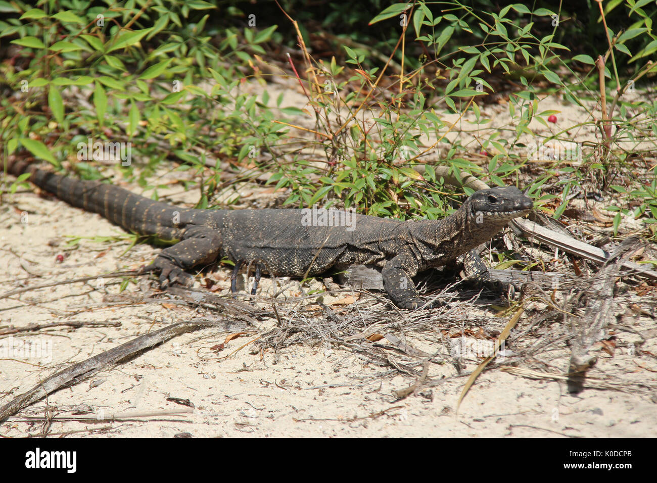 A monitor lizard in a zoo in Adelaide (Australia Stock Photo - Alamy