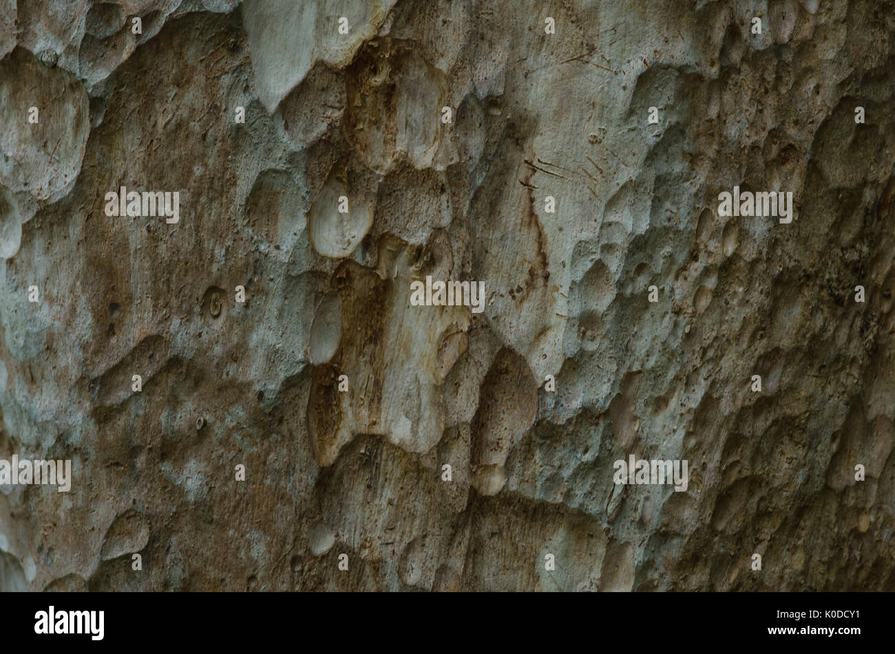 Tree bark texture, abstract background and texture Stock Photo - Alamy
