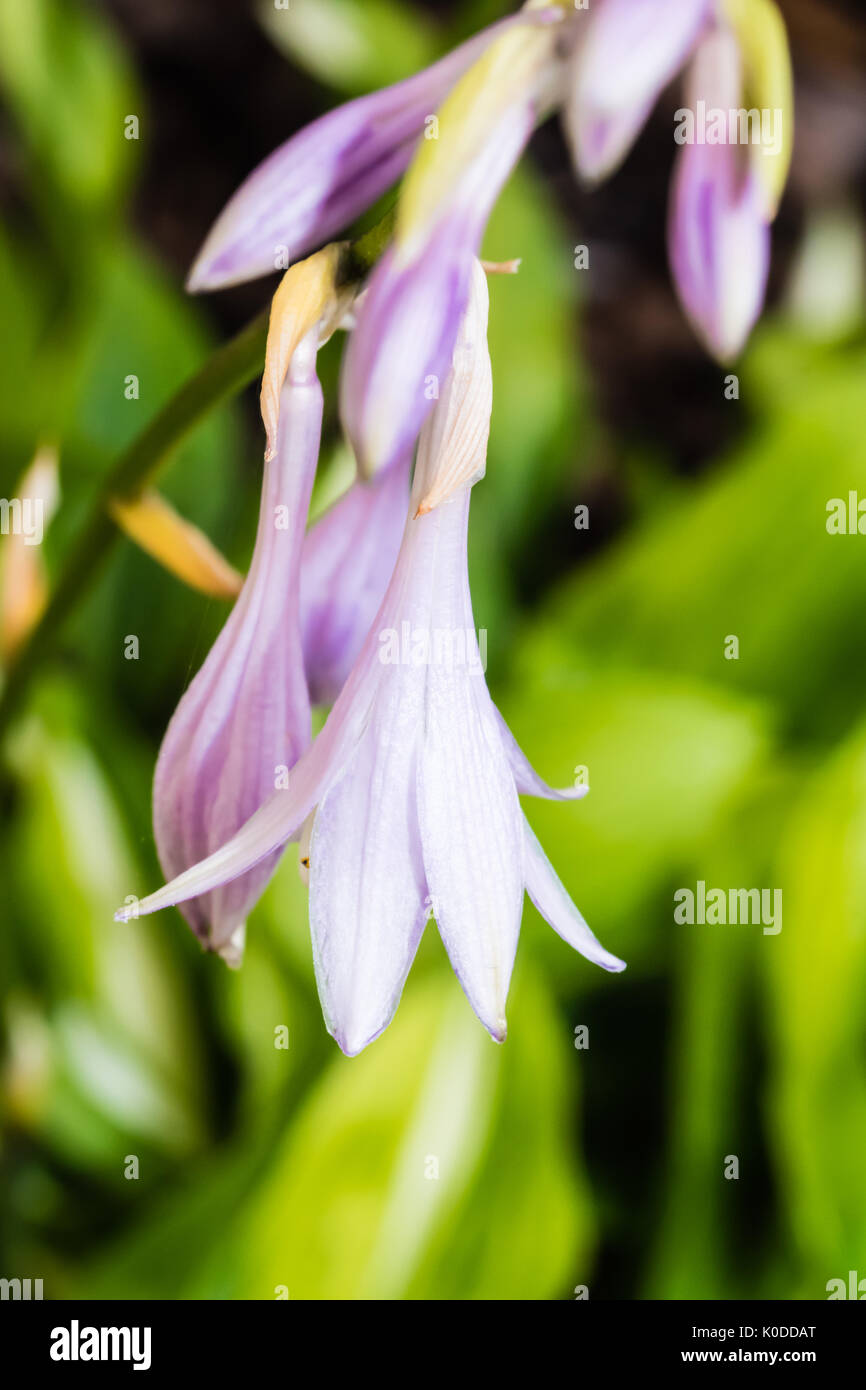 Beautiful head of violet flower. Violet bloom looking down. Detailed ...