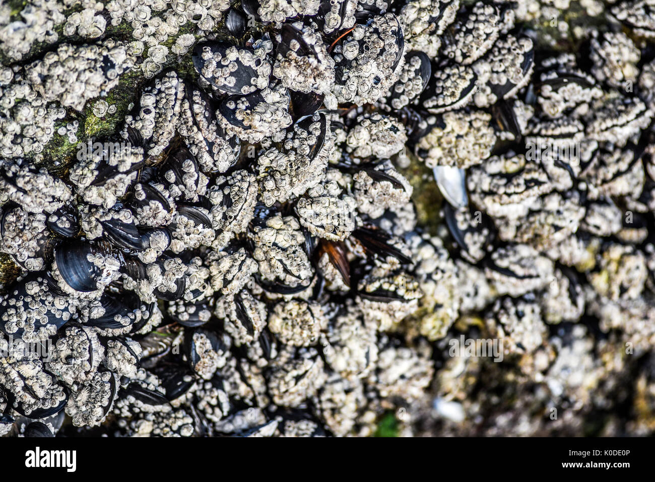 Glued shells hi-res stock photography and images - Alamy