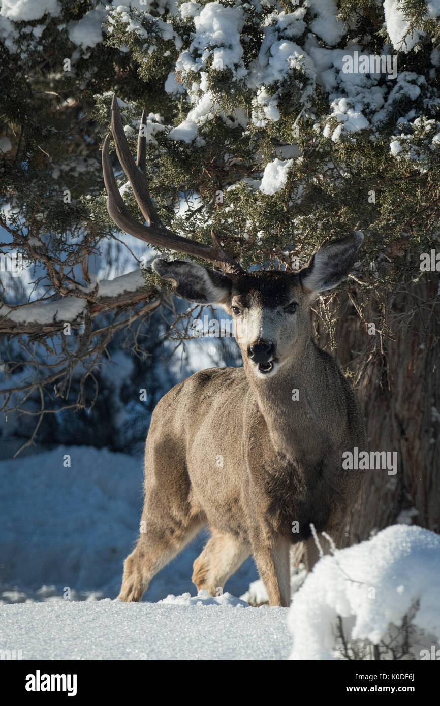 USA, Oregon, Bend, Mule Deer buck with one antler Stock Photo - Alamy