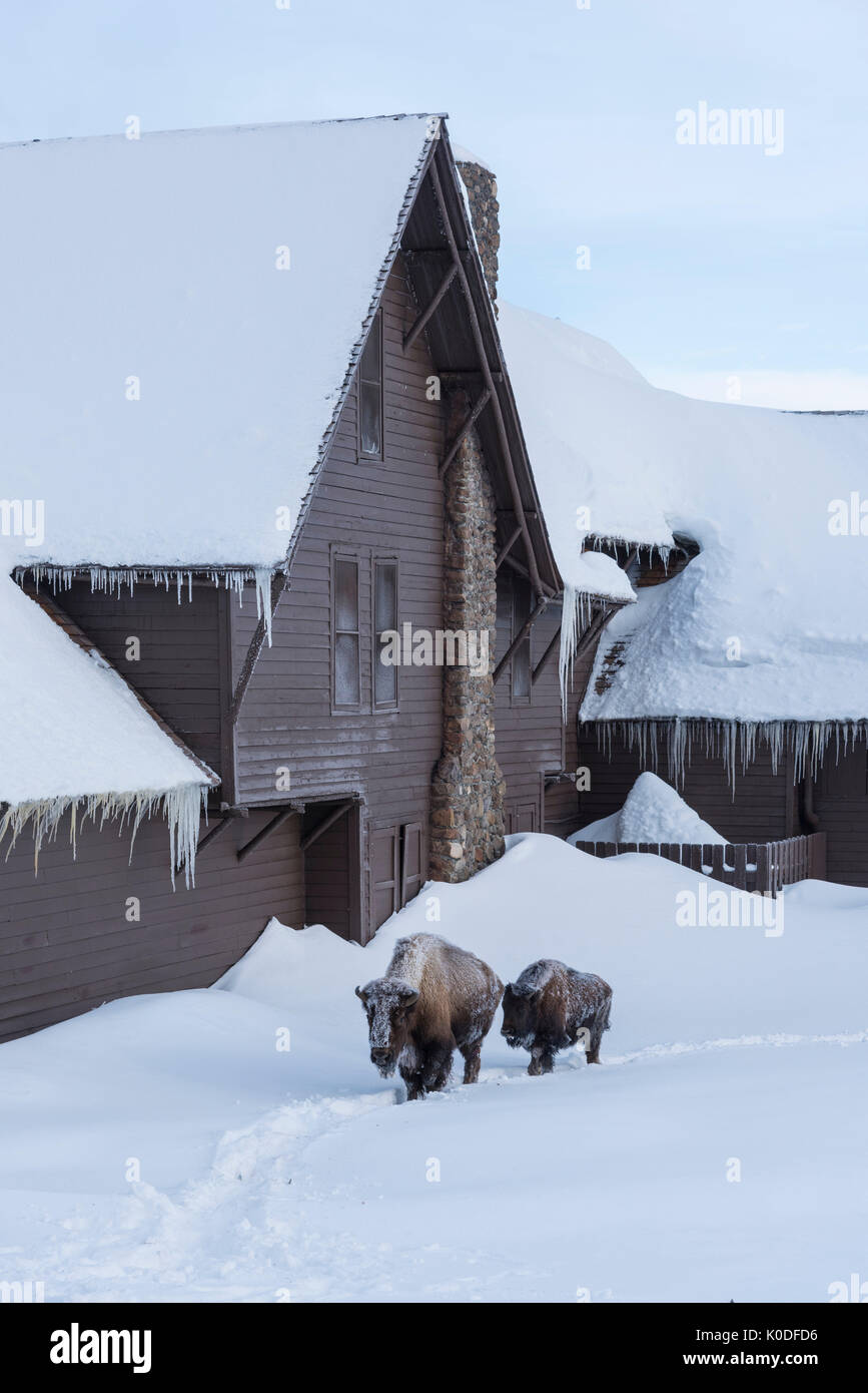 USA, Wyoming, Yellowstone National Park, UNESCO, World Heritage, Bison ...
