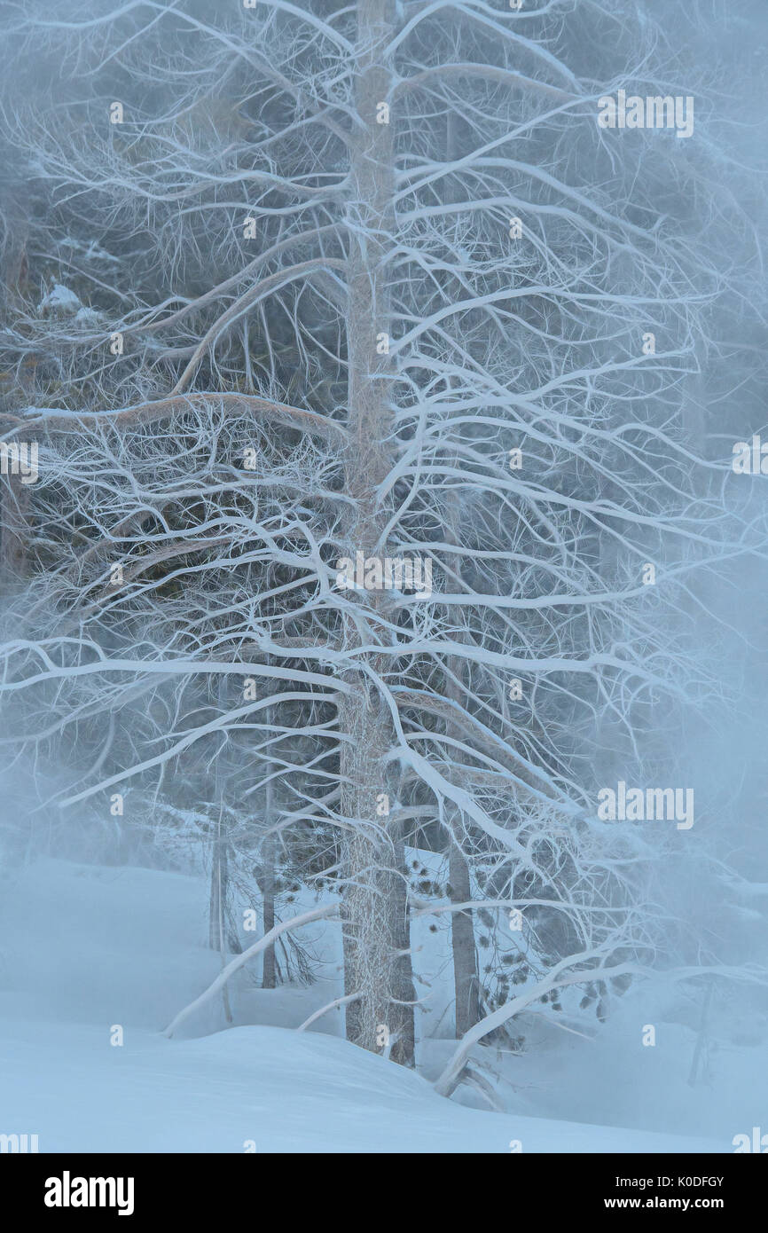 USA, Wyoming, Yellowstone National Park, UNESCO, World Heritage, Tree ...