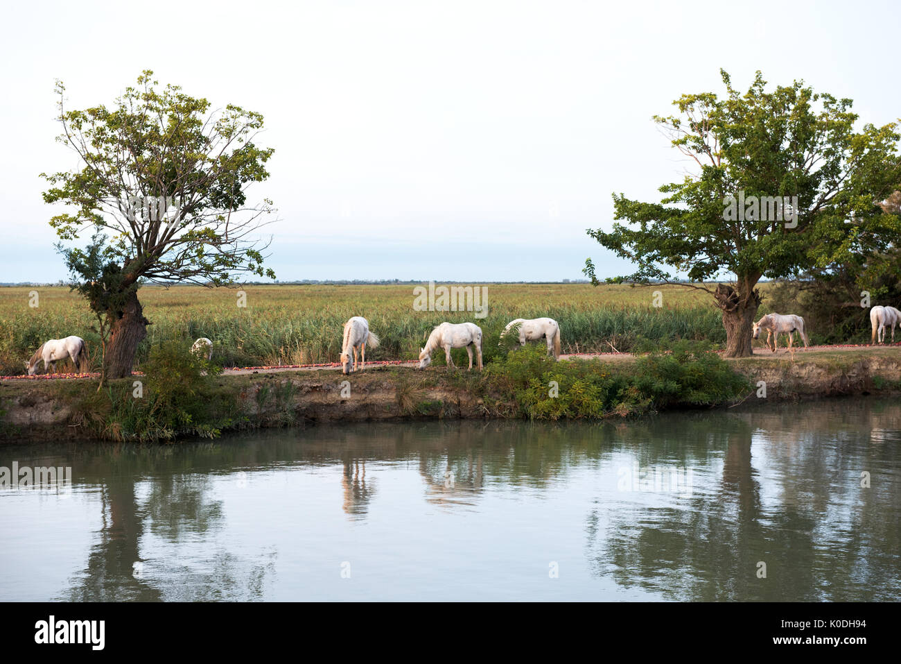 Camargue horses canal hi-res stock photography and images - Alamy