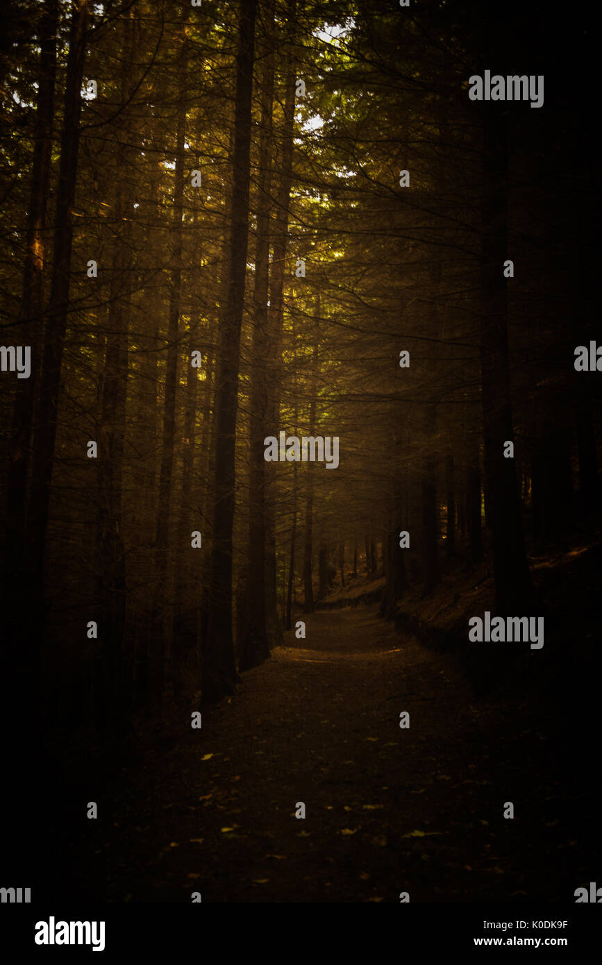 Spooky woods hi-res stock photography and images - Alamy