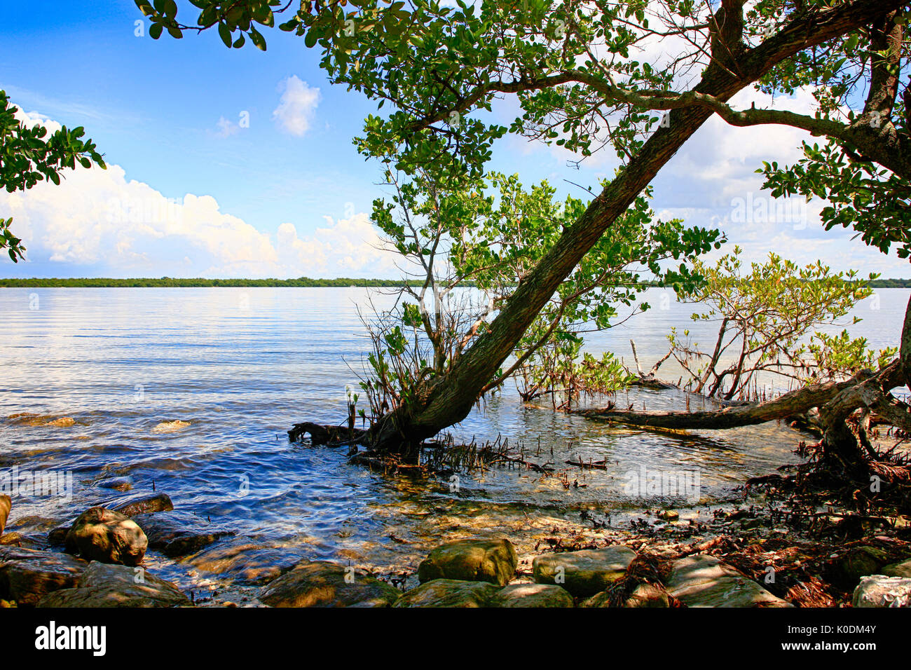Desoto national forest hi-res stock photography and images - Alamy