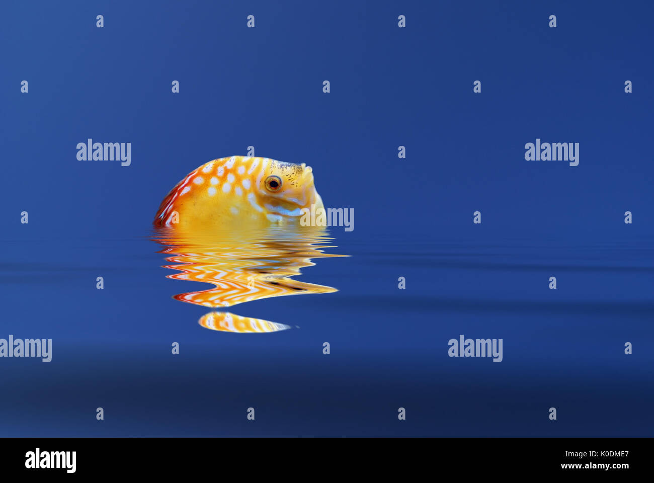 illustration of a tropical fish emerging from calm water Stock Photo ...