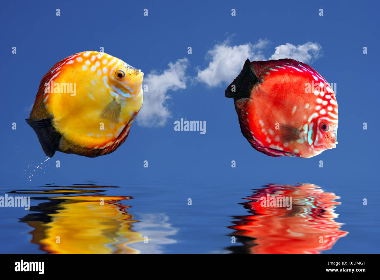 Tropical fishes jumping over water Stock Photo - Alamy