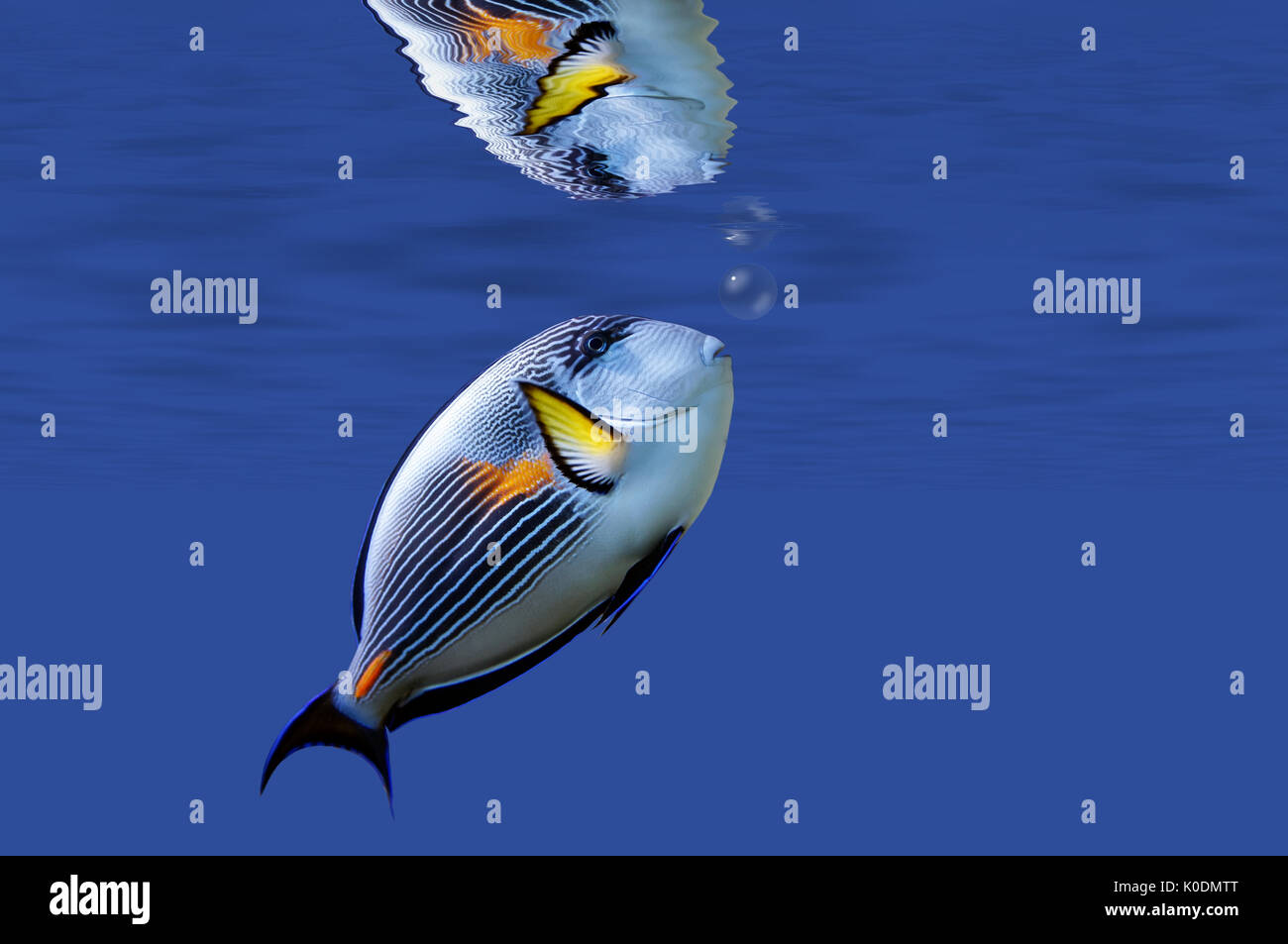 Parrotfish illustration hi-res stock photography and images - Alamy