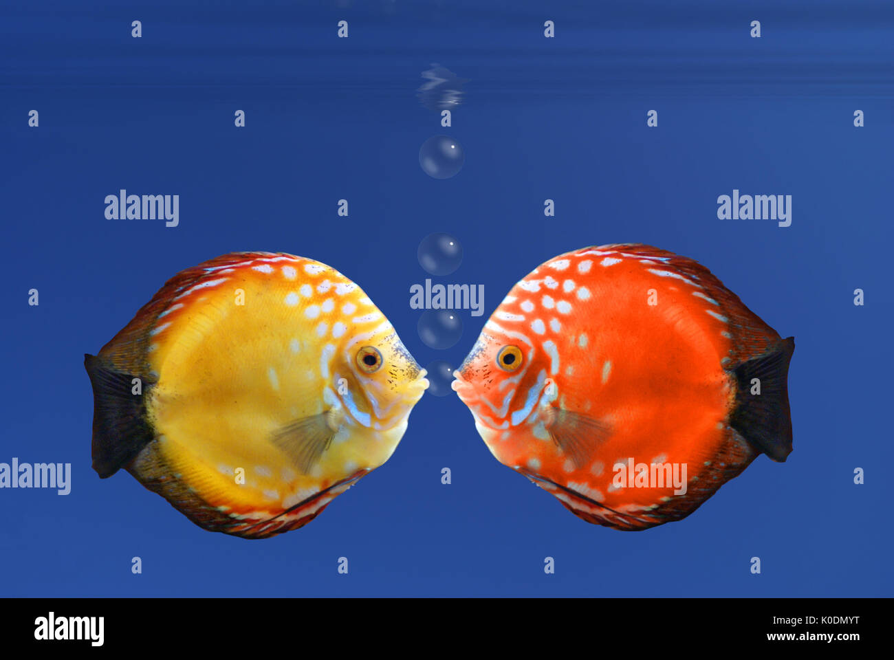 Kiss a fish hi-res stock photography and images - Alamy