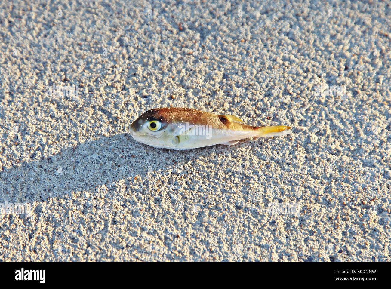 Like a fish out of water Stock Photo - Alamy