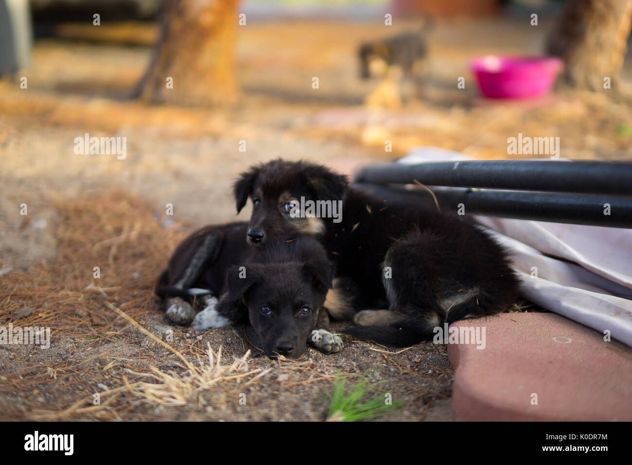 Two little black dogs resting Stock Photo - Alamy