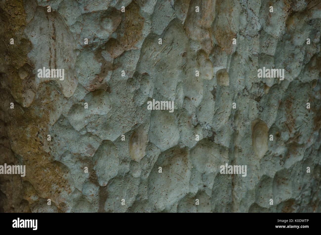 Tree bark texture, abstract background and texture Stock Photo - Alamy