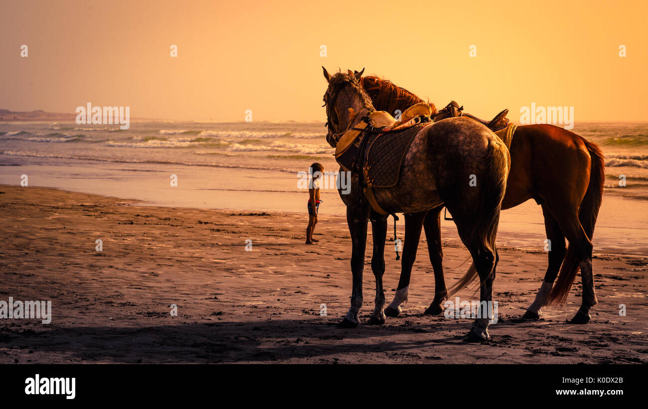Silueta de caballo hi-res stock photography and images - Alamy