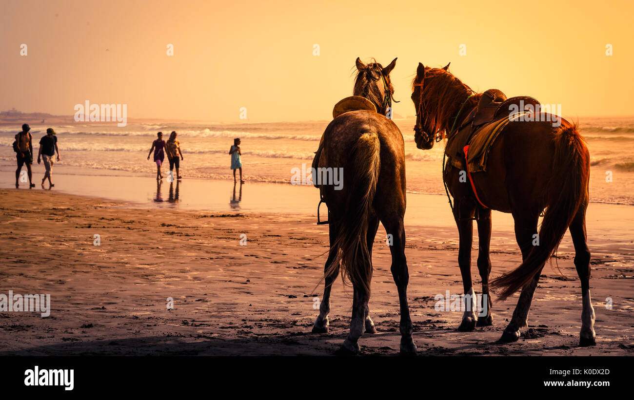 Silueta de caballo hi-res stock photography and images - Alamy
