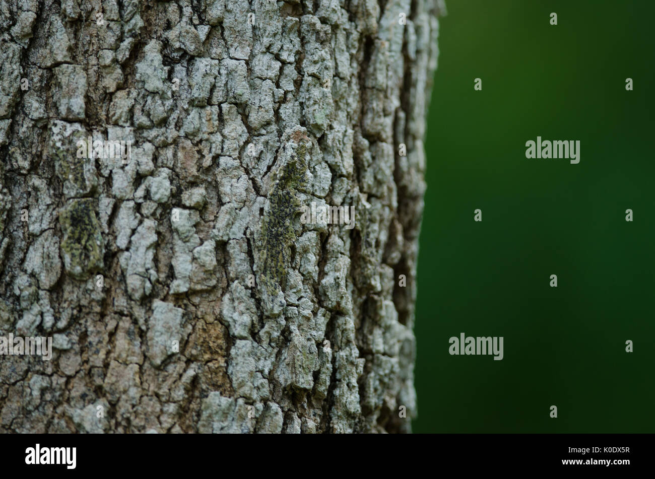 Tree bark texture, abstract background and texture Stock Photo - Alamy