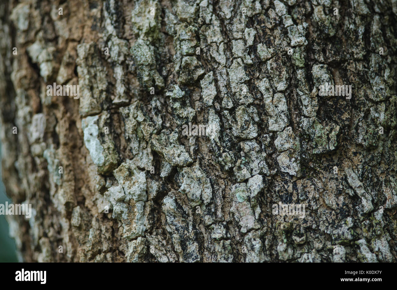 Tree bark texture, abstract background and texture Stock Photo - Alamy