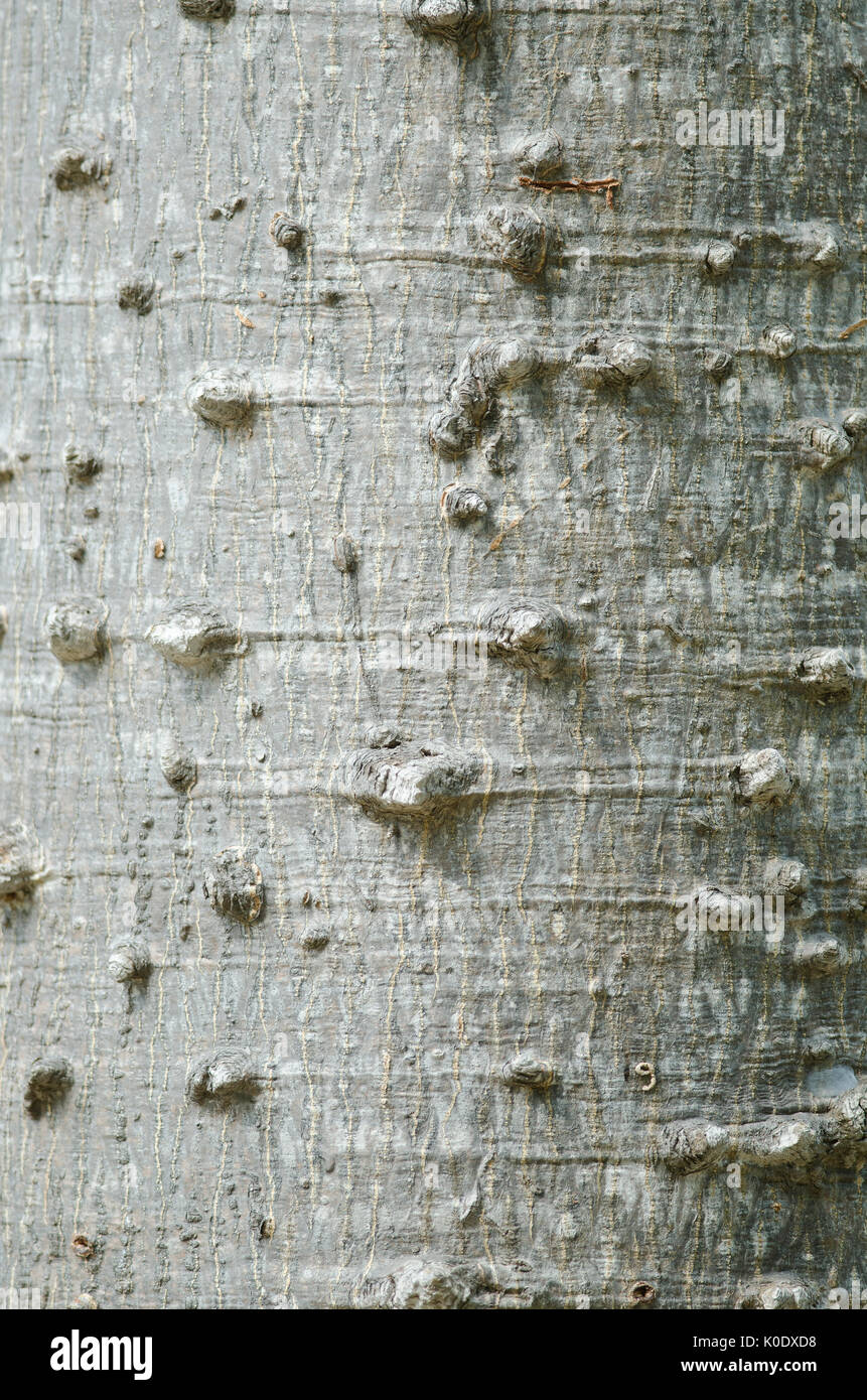 Tree bark texture, abstract background and texture Stock Photo - Alamy