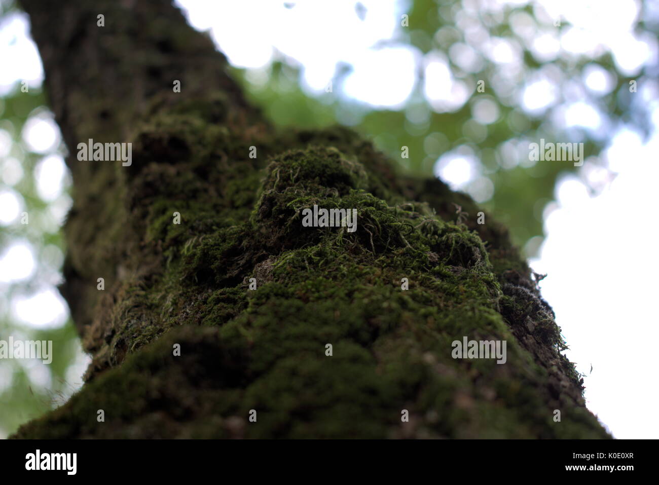 moss growing on a tree Stock Photo - Alamy