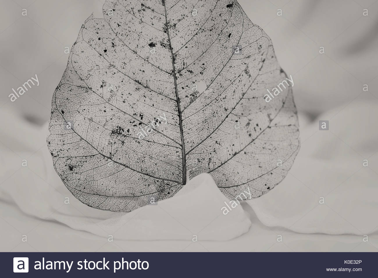 Decaying Leaf Stock Photos & Decaying Leaf Stock Images - Alamy