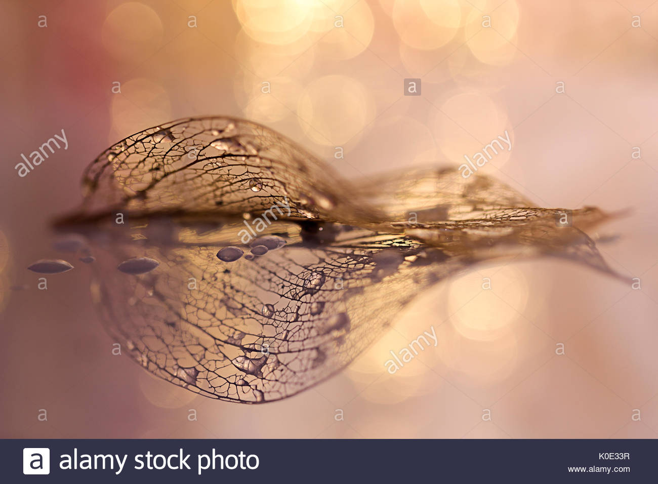 Decaying Leaf Stock Photos & Decaying Leaf Stock Images - Alamy