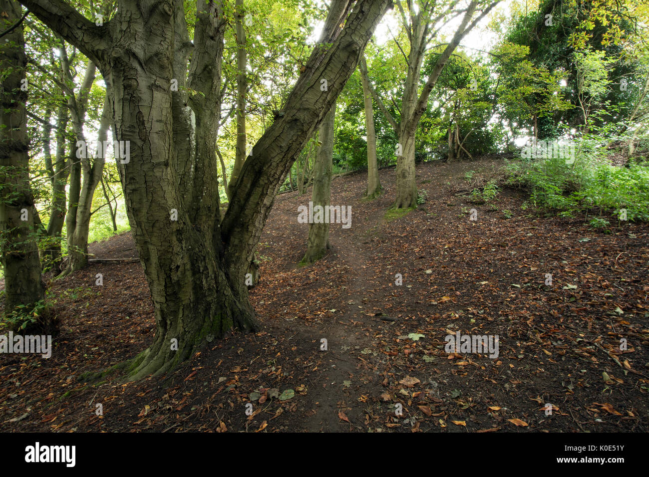 English countryside conservation area hi-res stock photography and ...