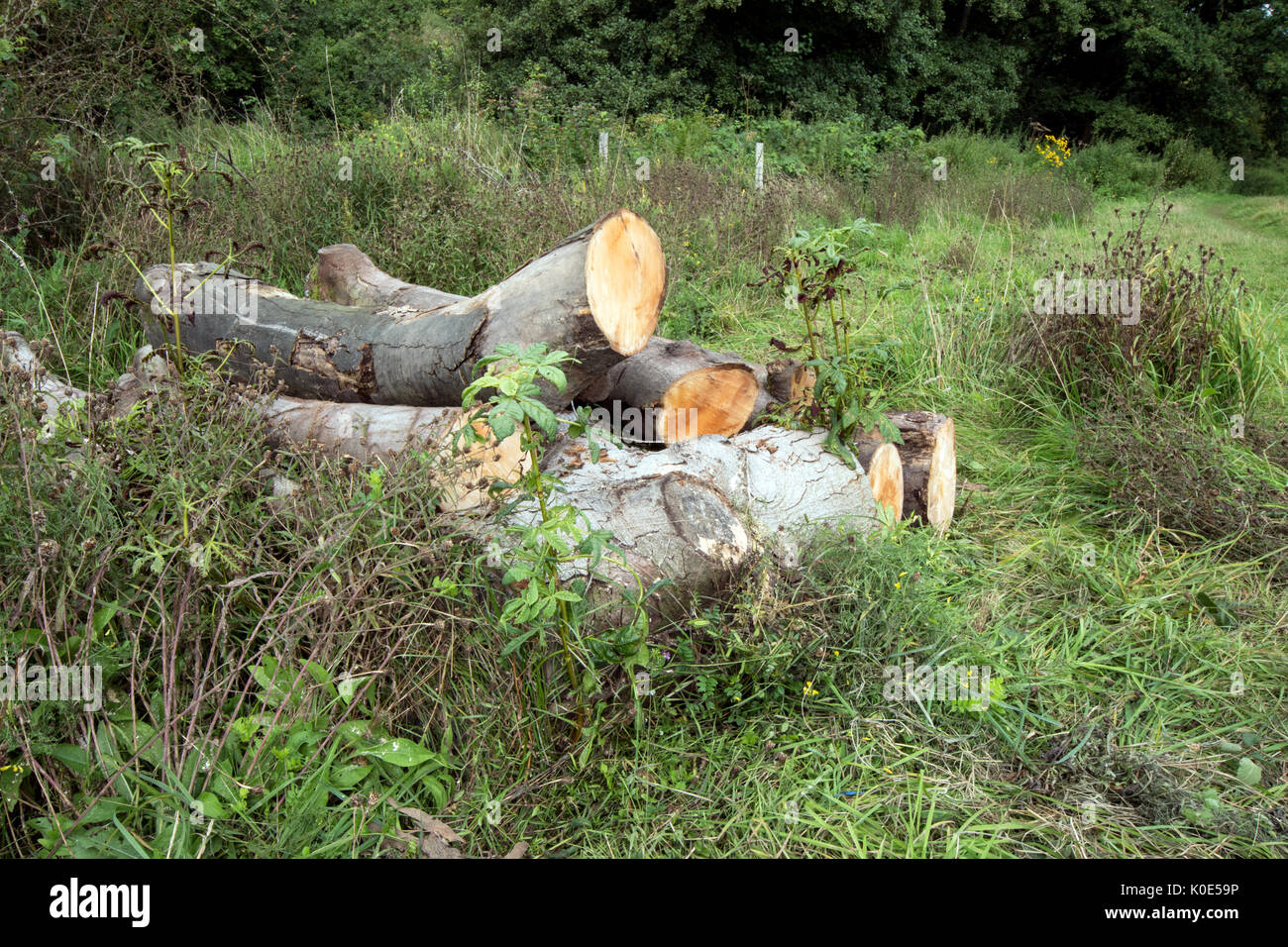 Pile of logs small hi-res stock photography and images - Alamy