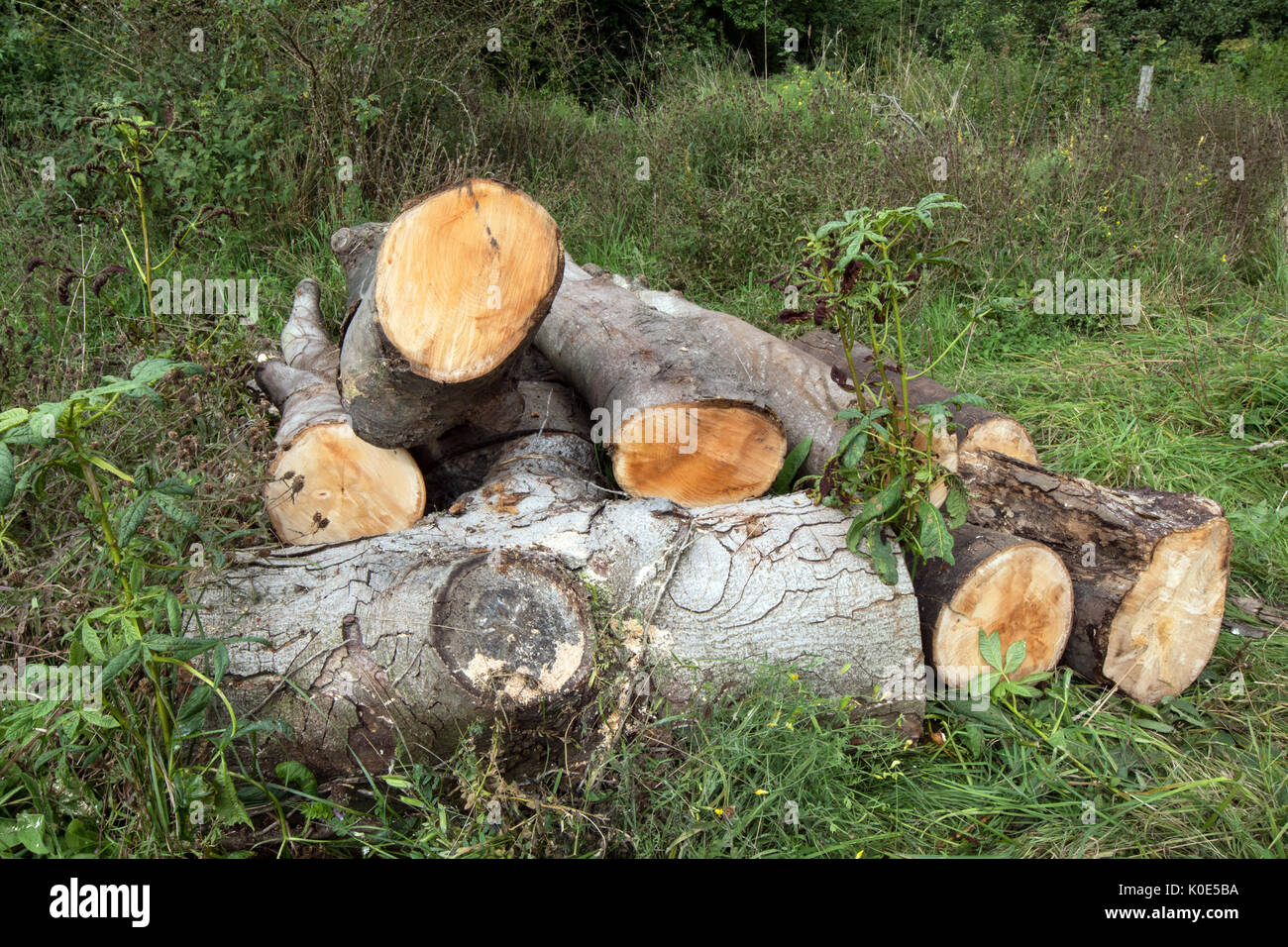 Pile of logs small hi-res stock photography and images - Alamy