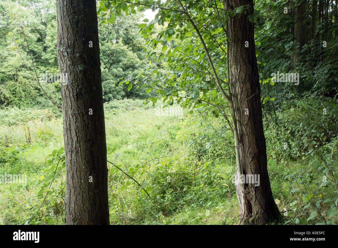 Woodland in the Loose valley conservation area, Kent,UK Stock Photo - Alamy
