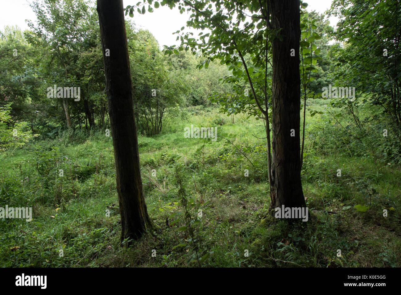 Two trees growing together hi-res stock photography and images - Alamy