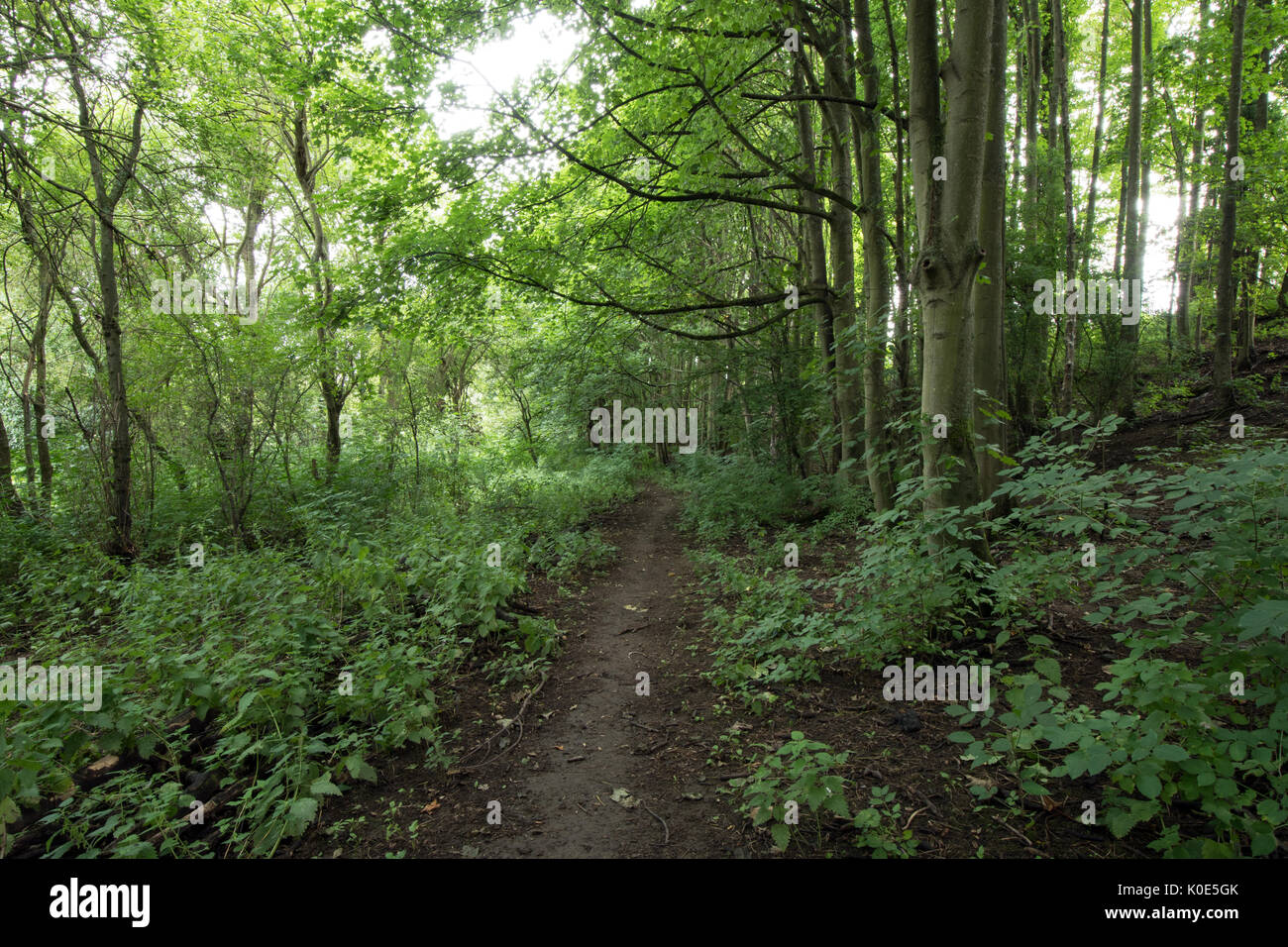Woodland in the Loose valley conservation area, Kent,UK Stock Photo - Alamy
