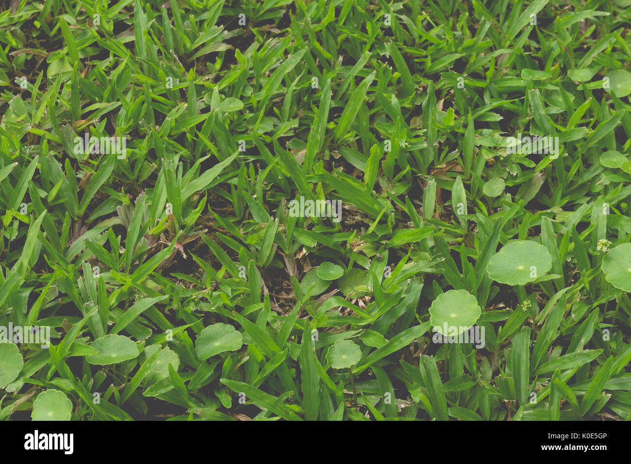 green grass in the garden and image processed in vintage asian style ...
