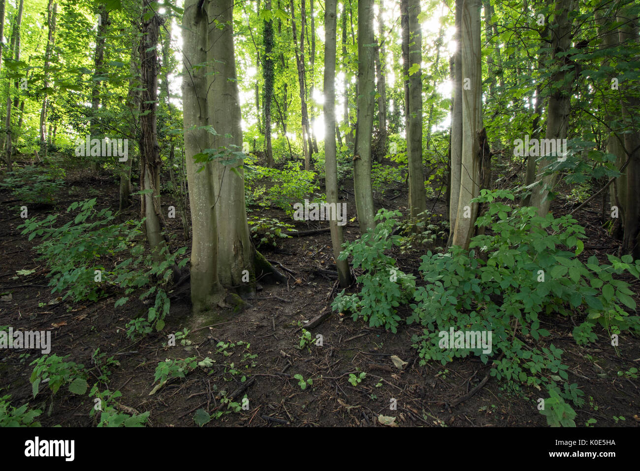 Woodland in the Loose valley conservation area, Kent,UK Stock Photo - Alamy
