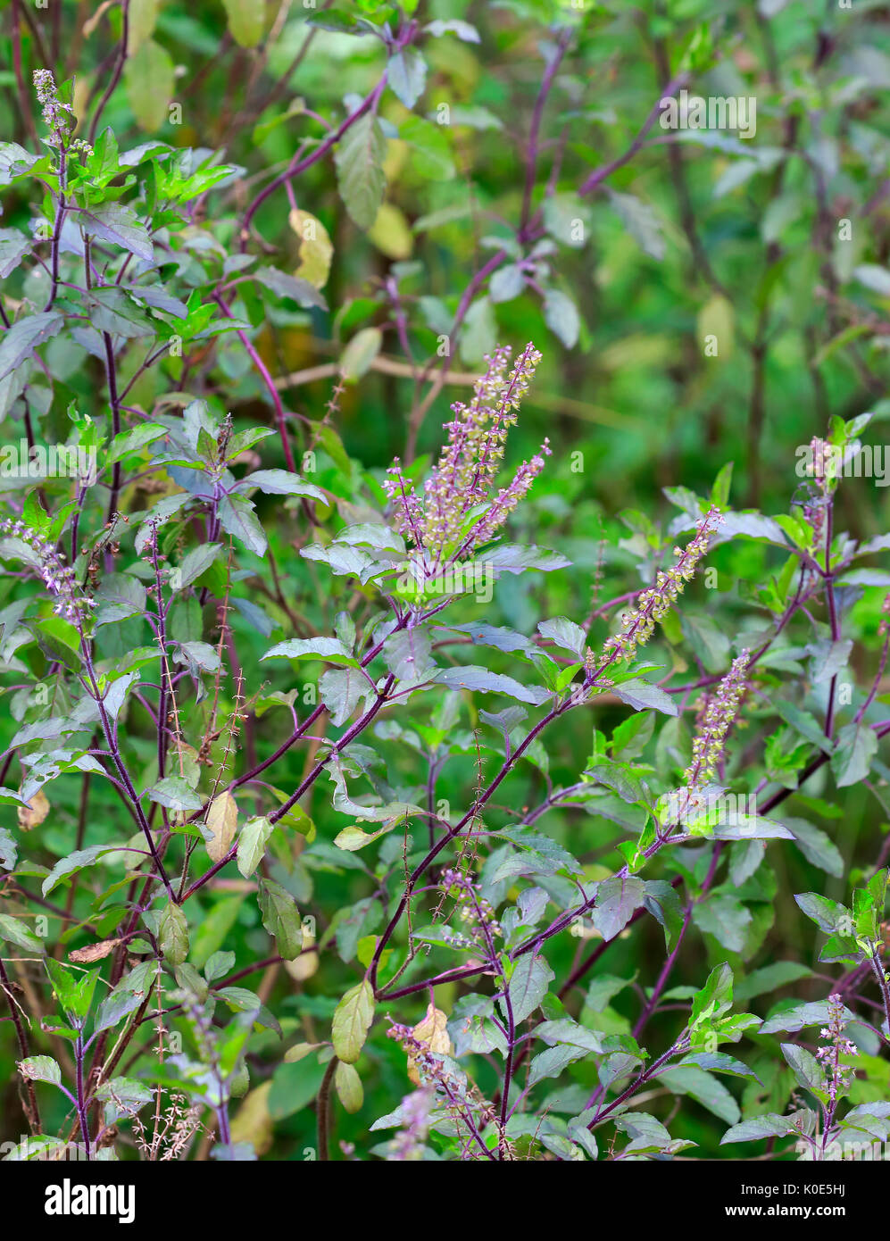 Tulsi in temple Stock Photo - Alamy