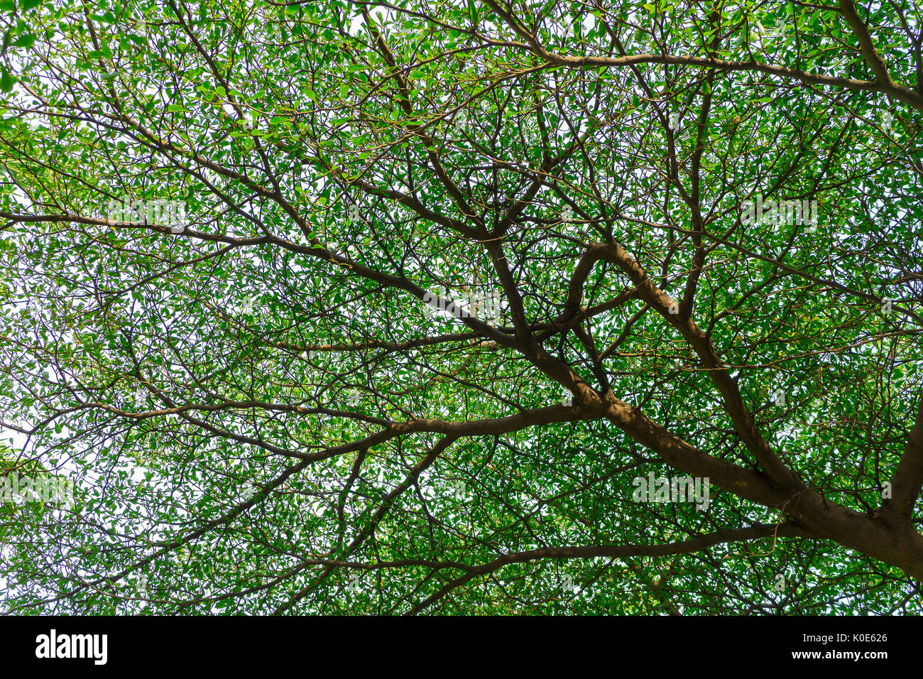 The big tree and many branches of leaf Stock Photo - Alamy