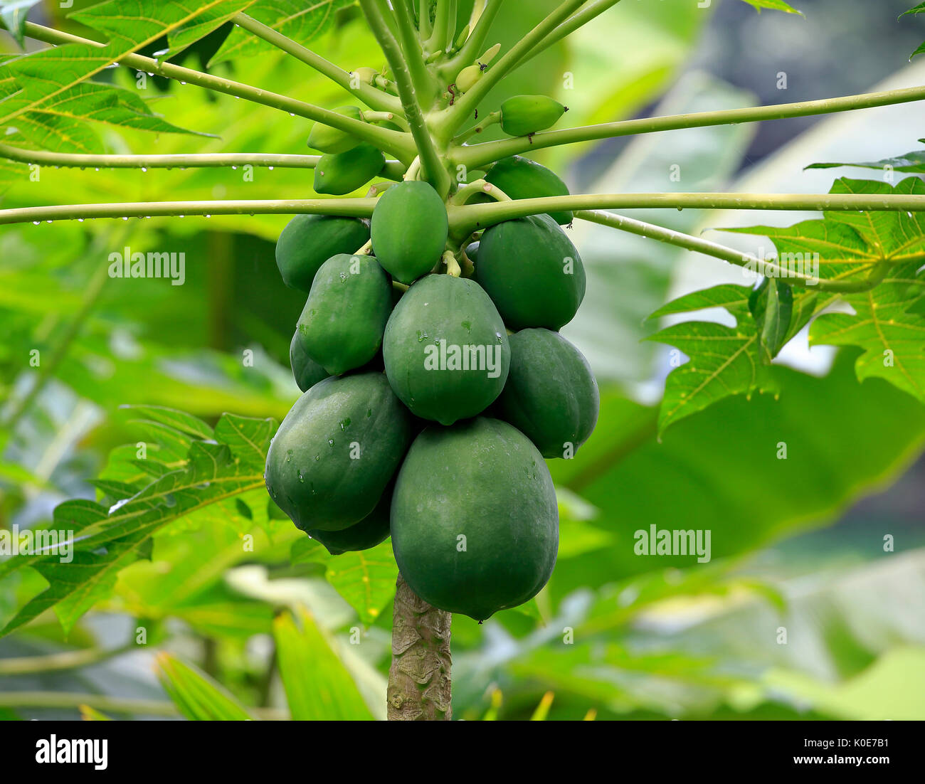 Papaya on a tree Stock Photo - Alamy