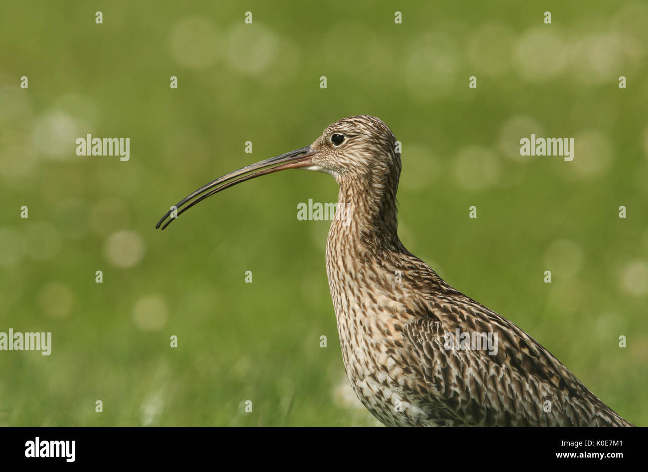 A head shot of a stunning Curlew (Numenius arquata Stock Photo - Alamy