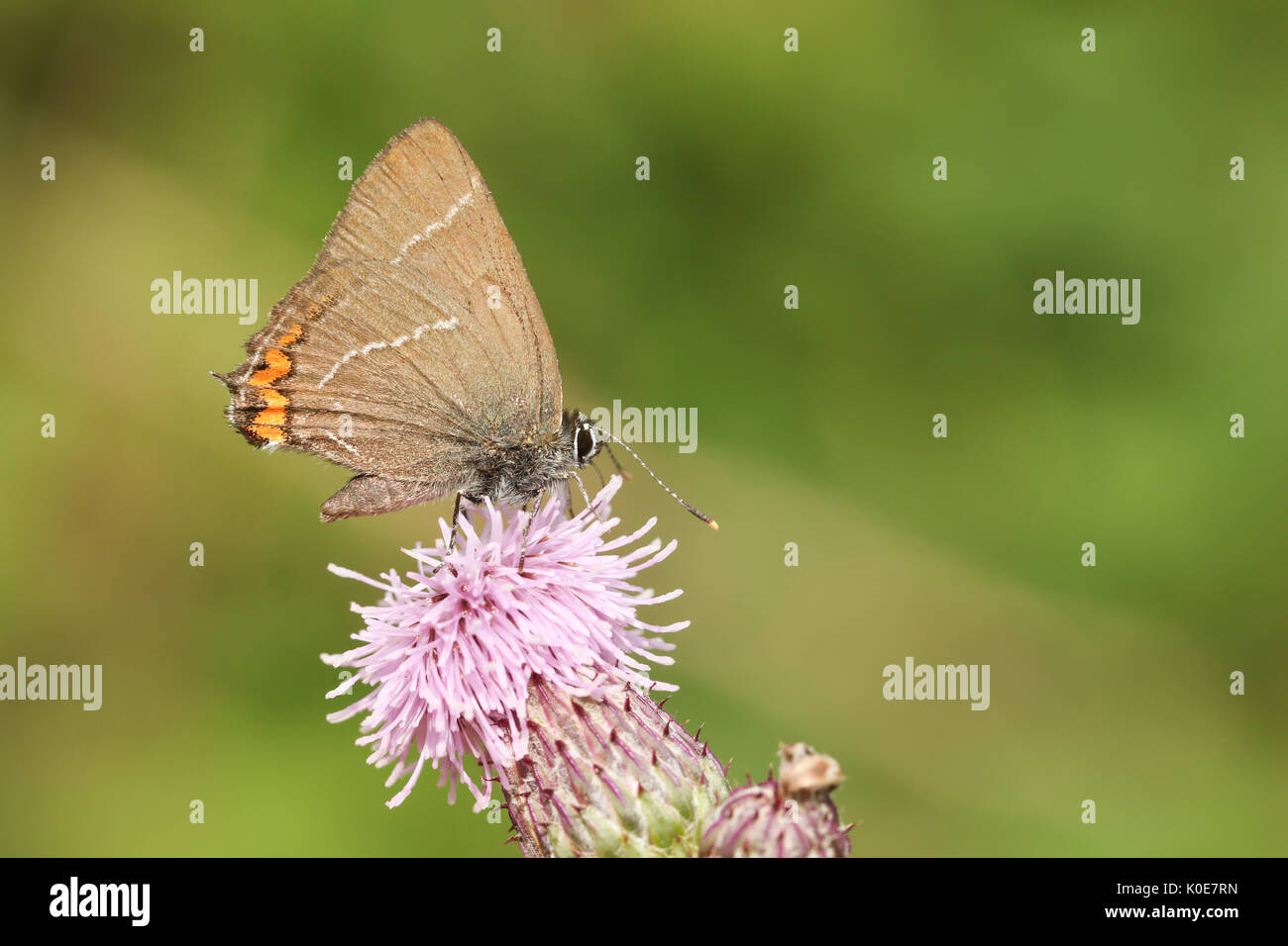 A rare White-letter Hairstreak Butterfly (Satyrium w-album) nectaring ...