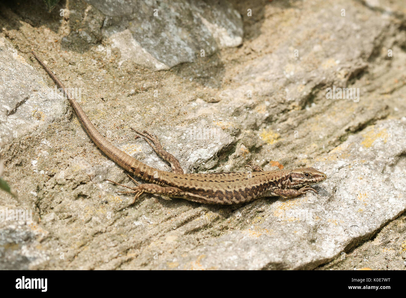 A beautiful female Wall Lizard (Podarcis muralis) sunning itself on a ...
