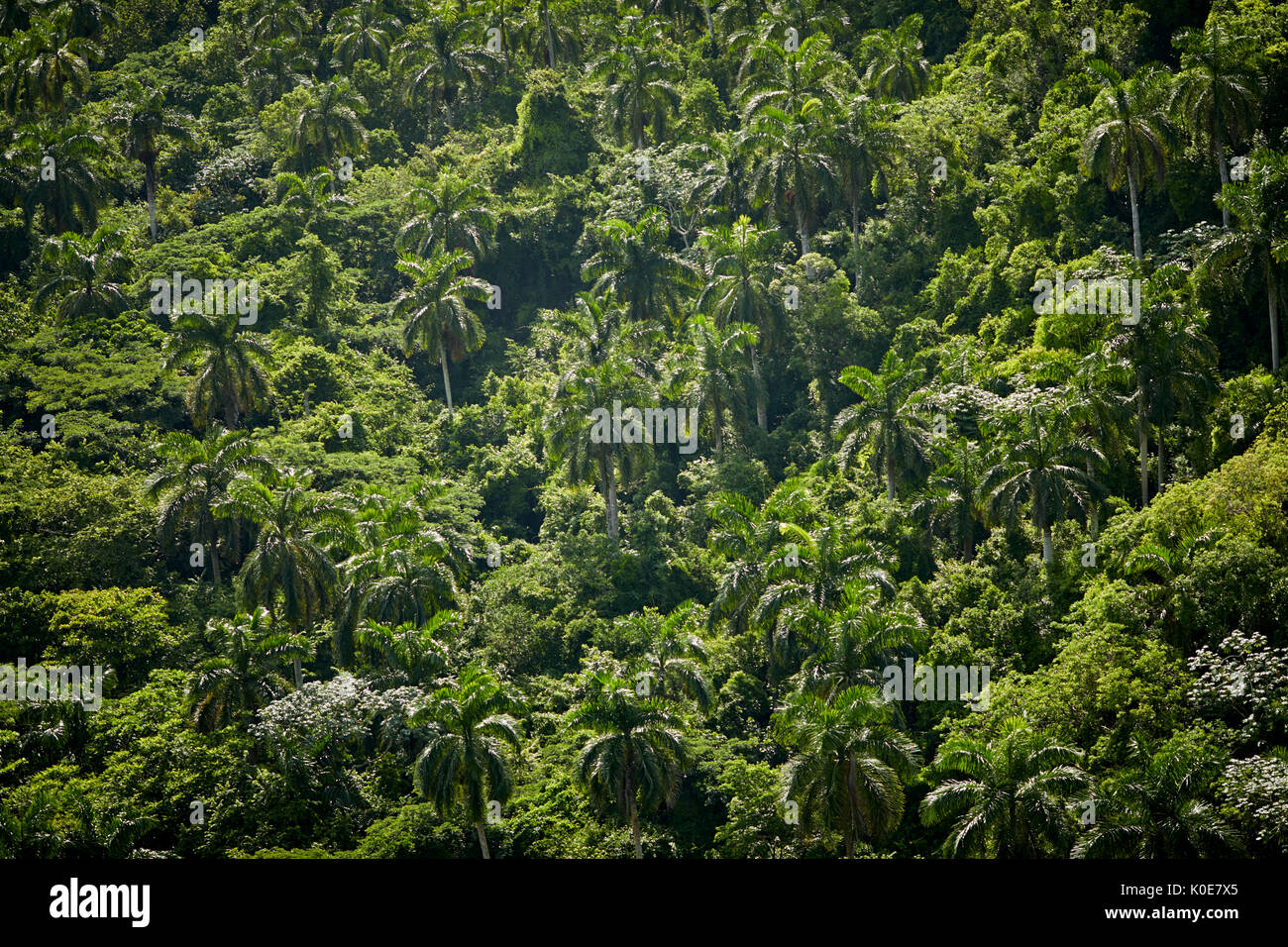 Cuban Forest