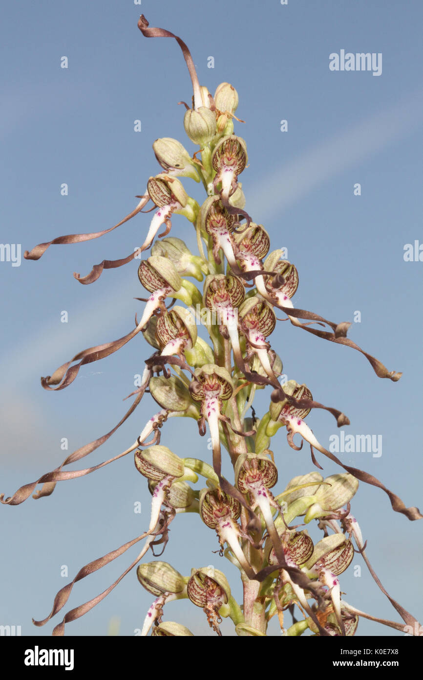 A rare Lizard Orchid (Himantoglossum hircinum Stock Photo - Alamy