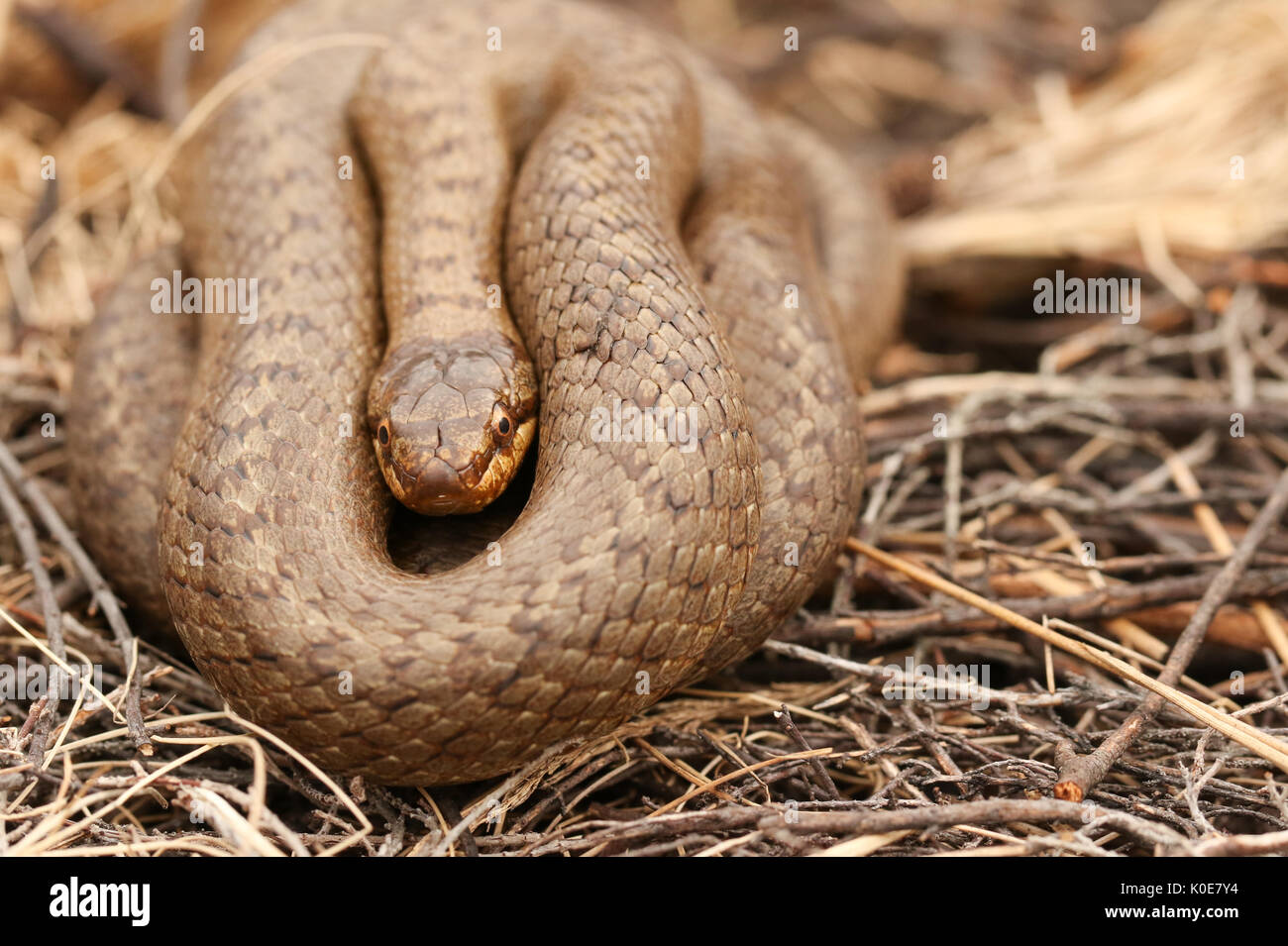 A rare Smooth Snake (Coronella austriaca) coiled up in the undergrowth ...