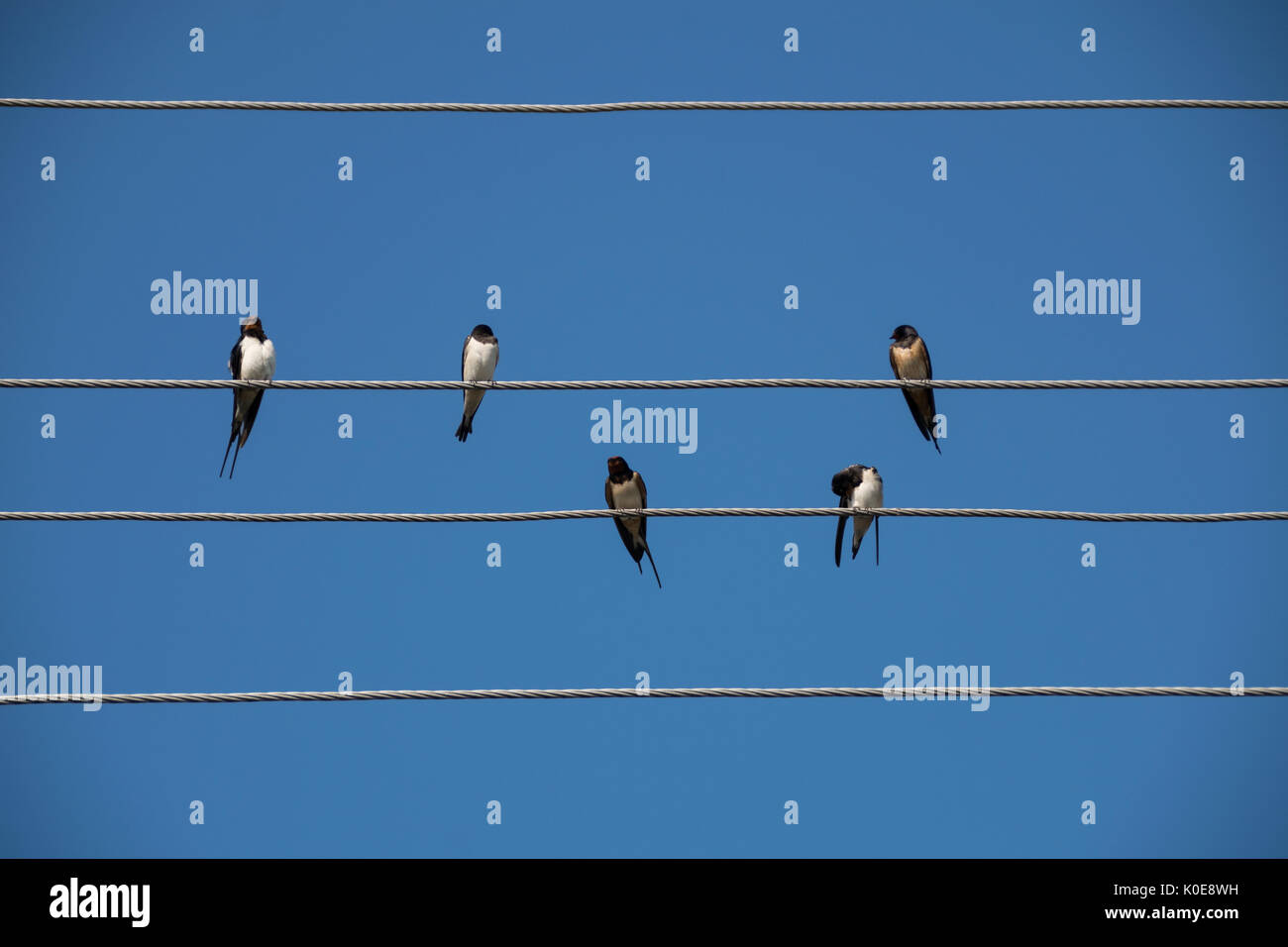 Birds on wires Stock Photo - Alamy