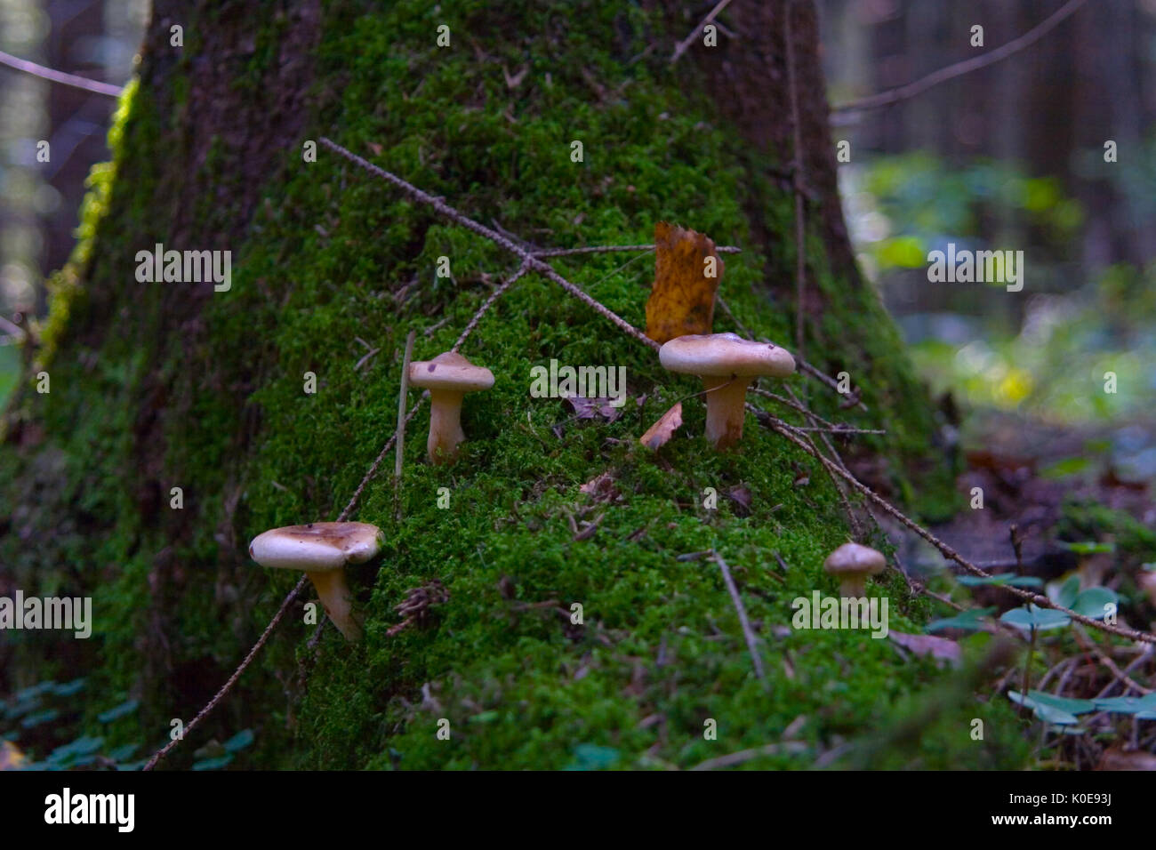 nature-edible-mushroom-pigs-grow-in-forest-moss-stock-photo-alamy
