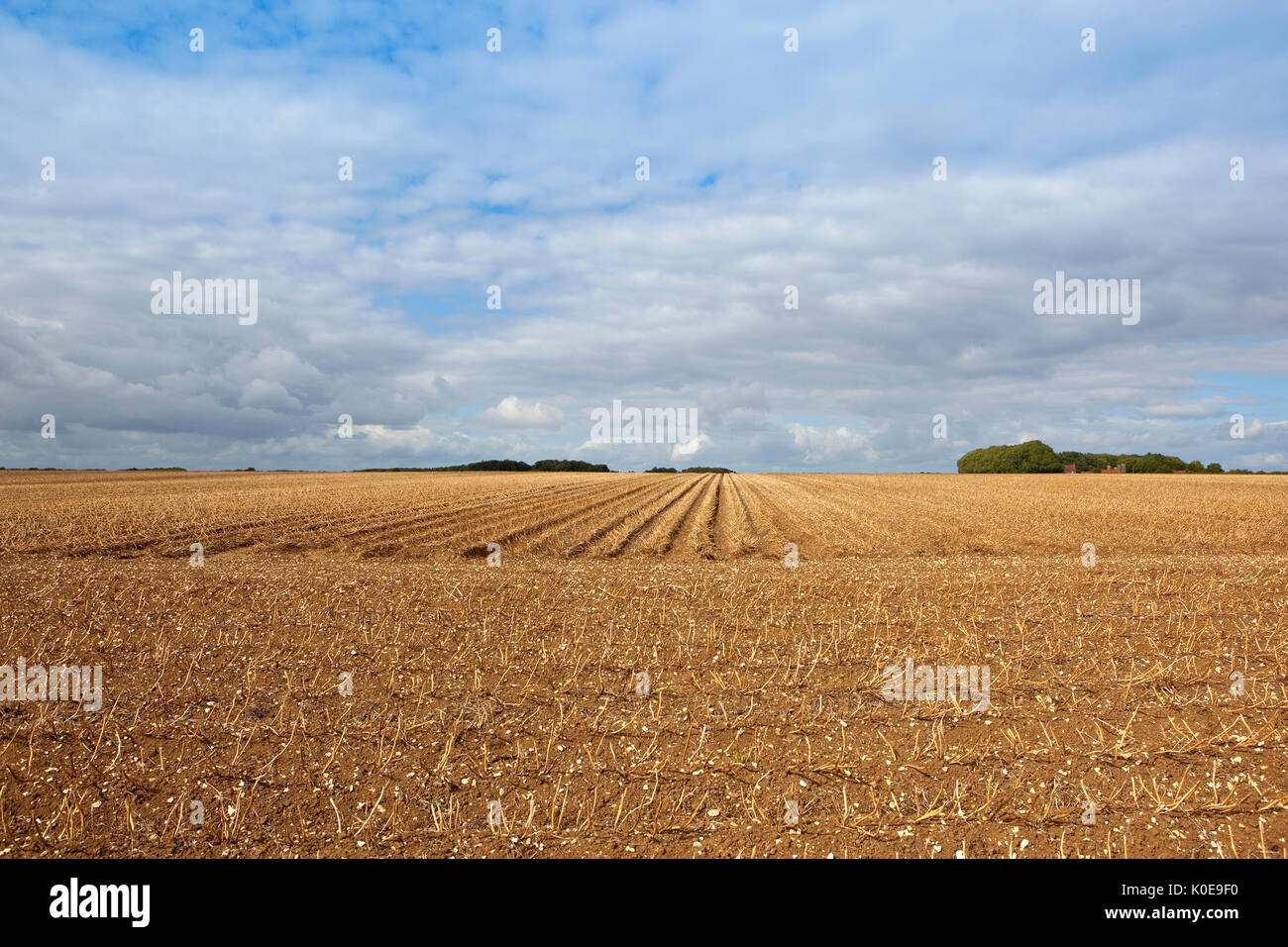 lines and texture of potato rows in chalky soil at harvest time under a ...