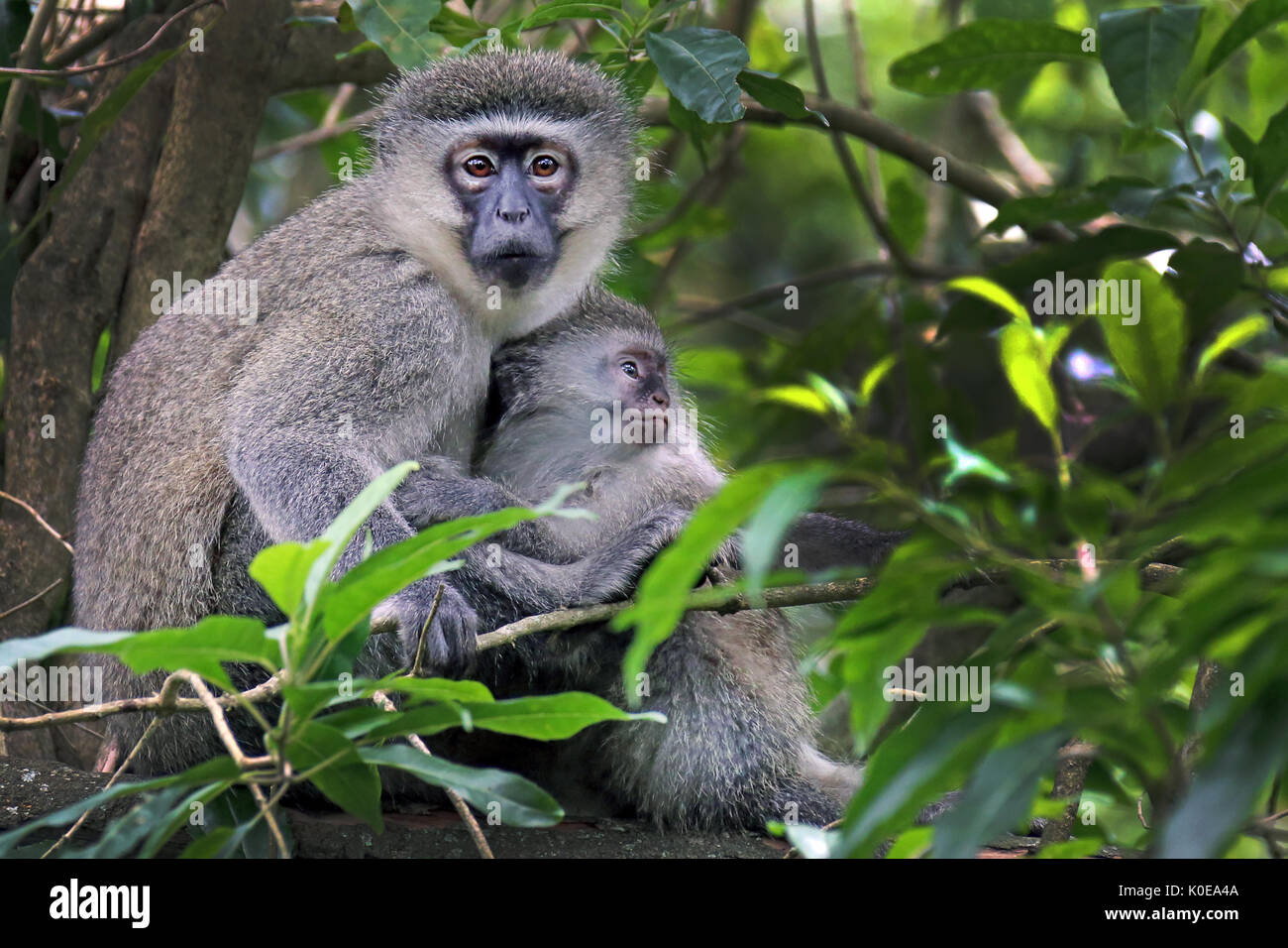 Vervet monkey africa hi-res stock photography and images - Alamy