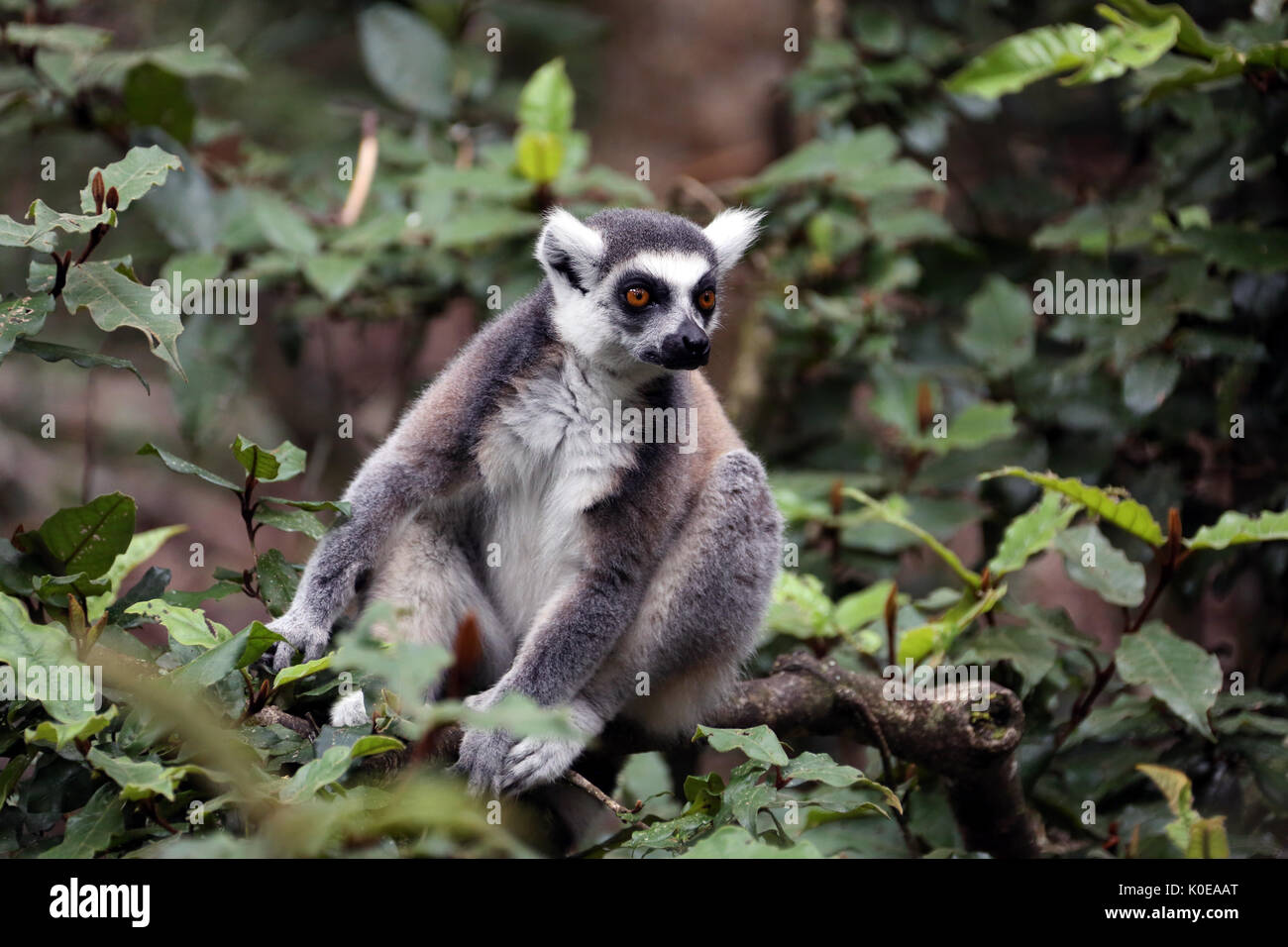 Ring Tailed Lemur in a tree Stock Photo - Alamy