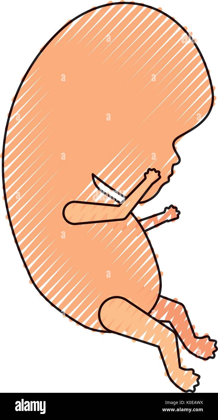 colored crayon silhouette of side view fetal growth Stock Vector Image ...